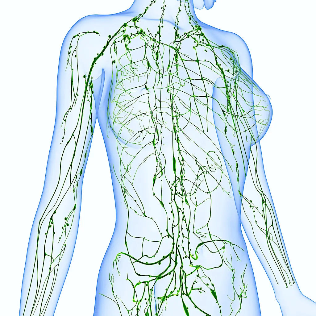 The Foundation of Wellness: A Scientific Approach to Lymphatic Health ...